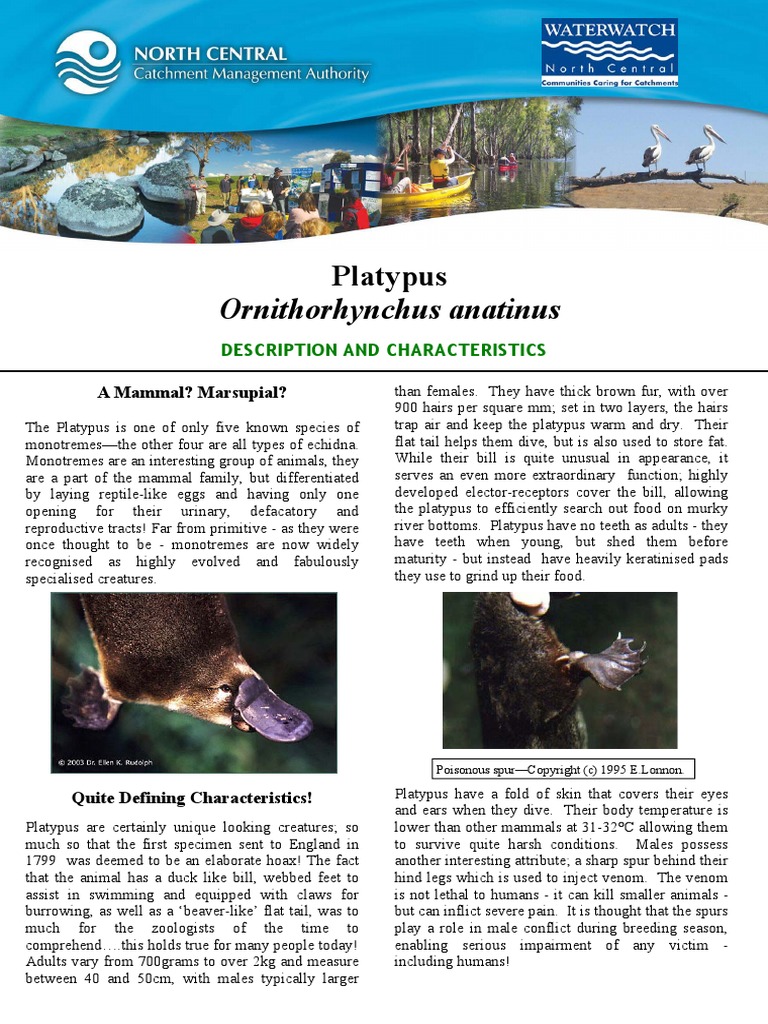 Platypus PDF | PDF | Organisms | Nature