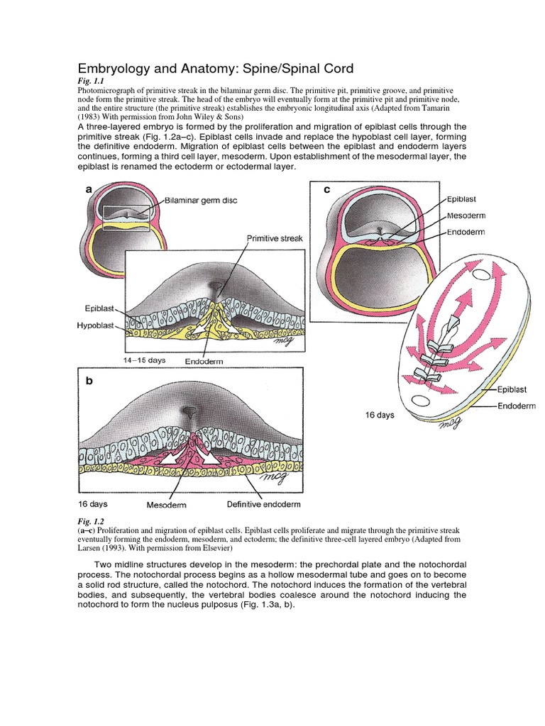 Embryology and Anatomy: Spine/Spinal Cord | PDF | Vertebral Column ...