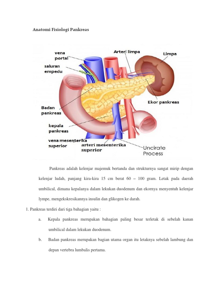 Anatomi Fisiologi Pankreas | PDF