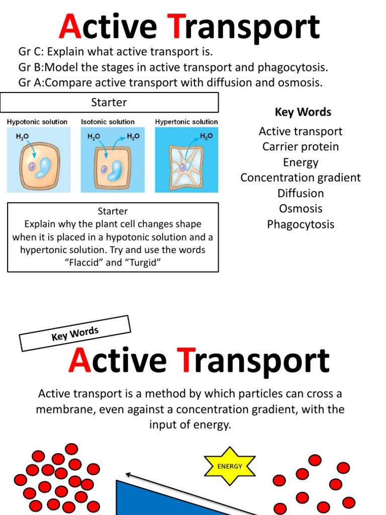 Lesson 3 - Active Transport PP | PDF | Osmosis | Molecular Biology