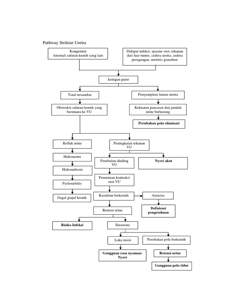 Pathway Striktur Uretra | PDF
