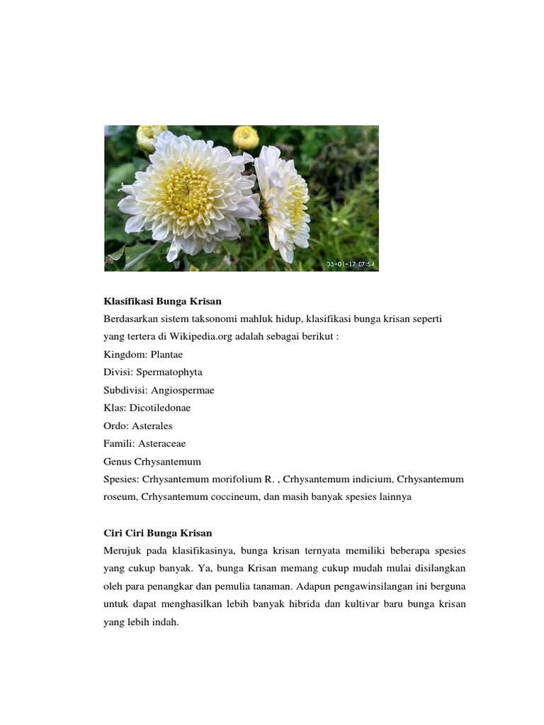 Beginilah 16+ Klasifikasi Tanaman Bunga Krisan Terpopuler - Informasi ...
