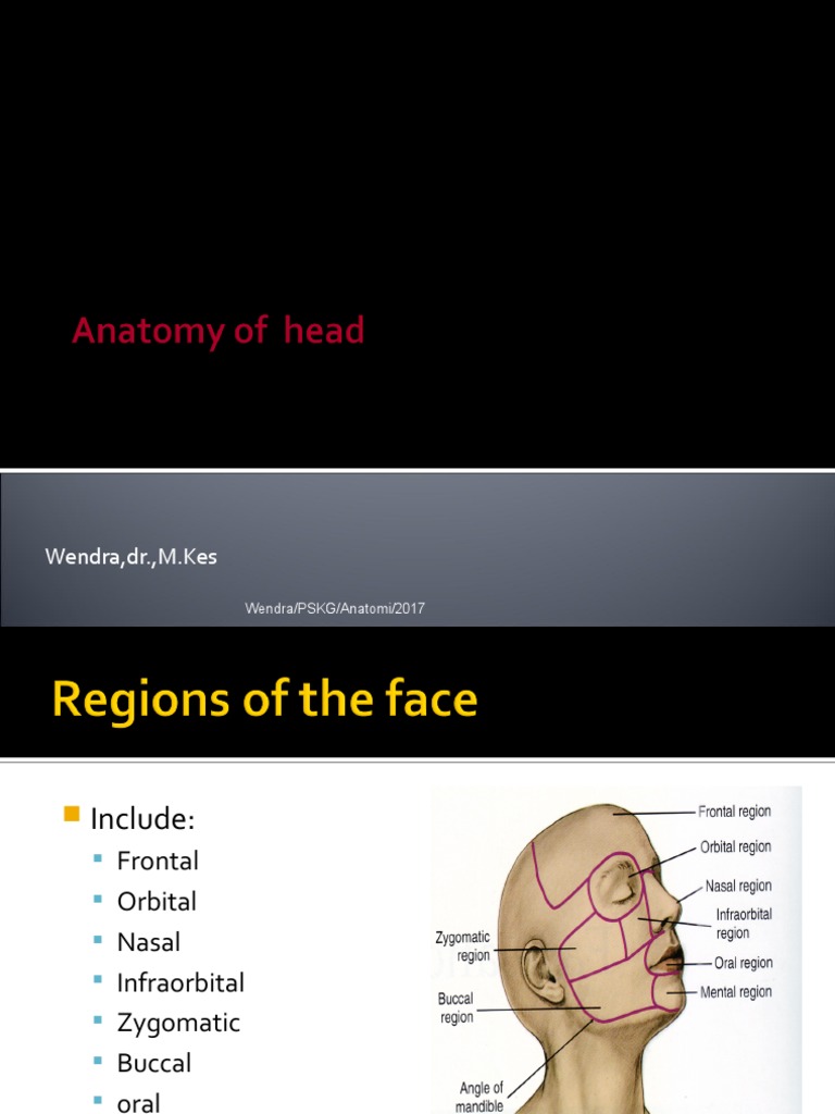 Anatomi Kepala 2017c1 | PDF | Human Head And Neck | Anatomy