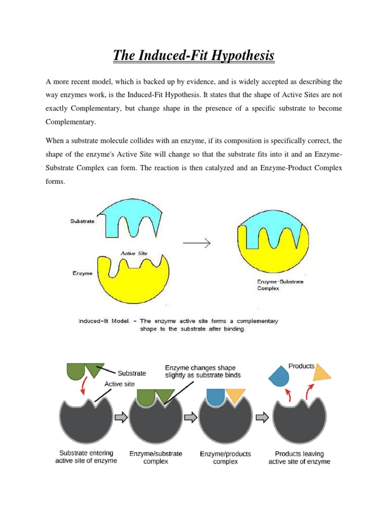 Enzymes Induced Fit Model