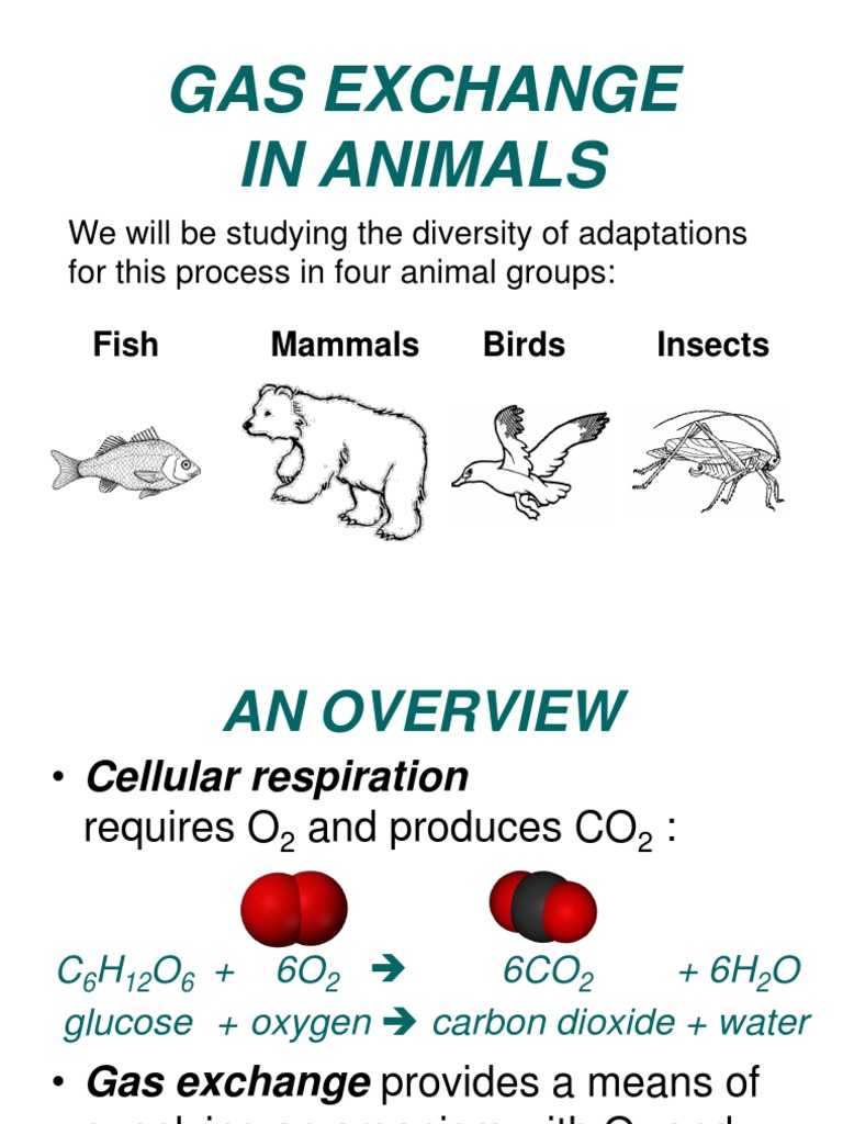 Gas Exchange in Animals | PDF | Gill | Lung