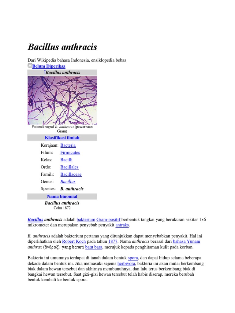 Morfologi dan Karakteristik Bacillus anthracis | PDF