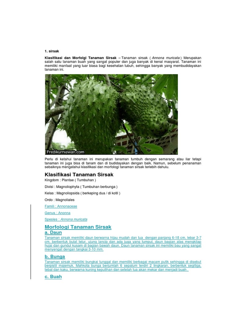 MORFOLOGI JAMBU BIJI | PDF
