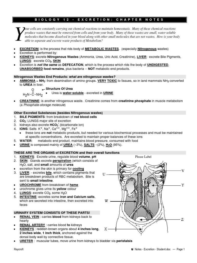 Biology 12 - Excretion: Chapter Notes | PDF | Kidney | Dialysis