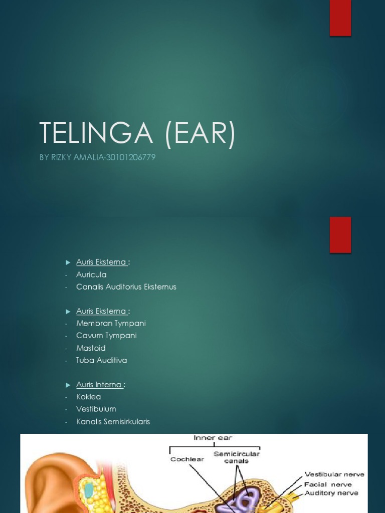 Struktur dan Fungsi Telinga Manusia | PDF