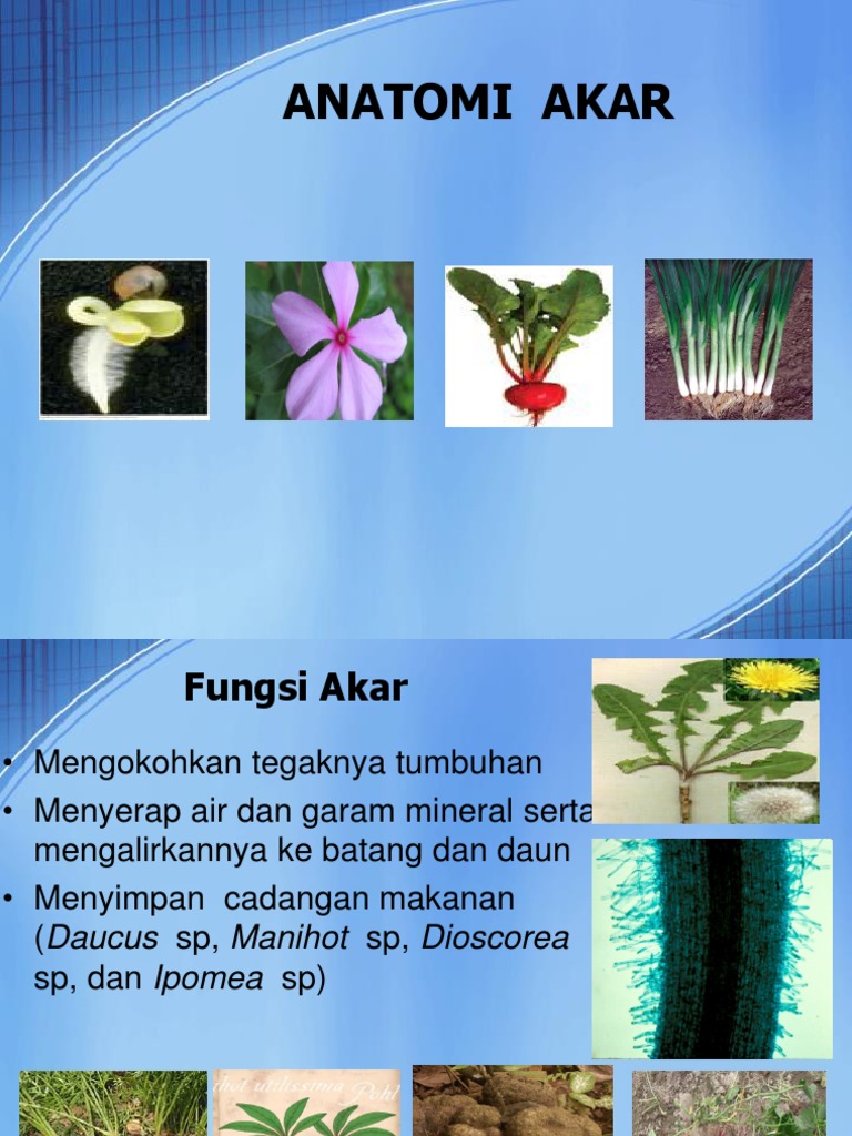 Anatomi Akar Rev | PDF | Sains & Matematika