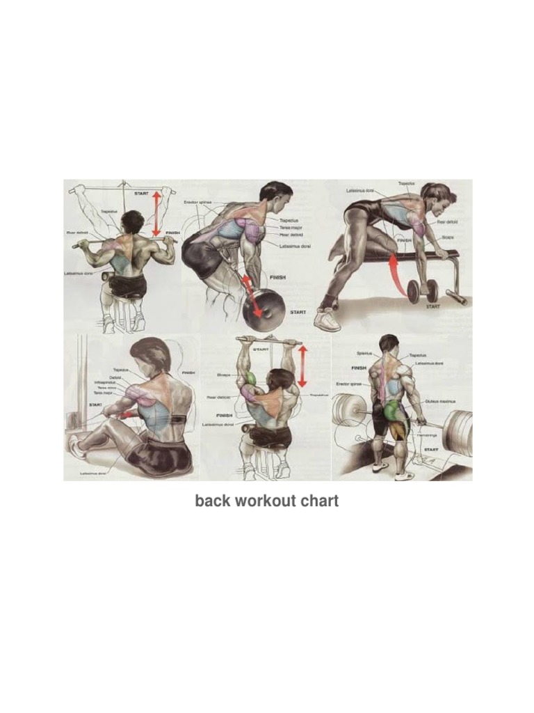 Comprehensive Gym Workout Charts | PDF