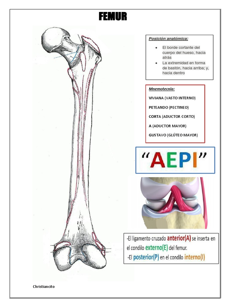 Anatomía y Mnemotecnia del Fémur | PDF