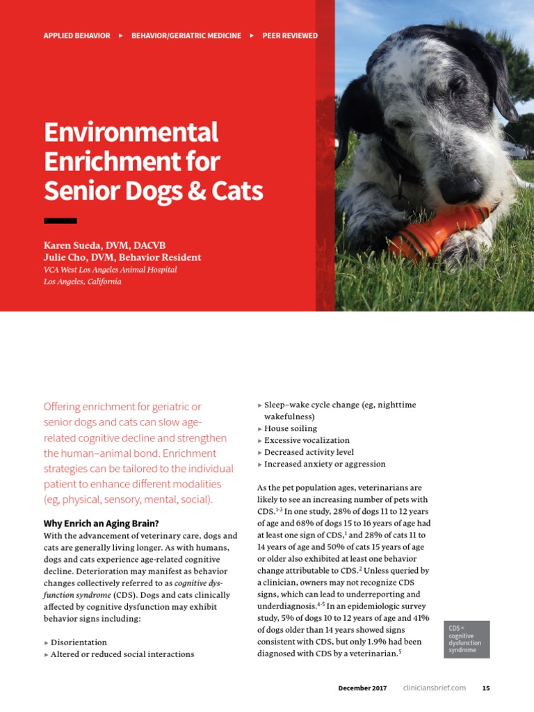 Environmental Enrichment for Senior Dogs & Cats | Pet | Dogs