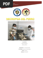 Técnica FAST y AFAST en Veterinaria - Todo Lo Que Debes Saber ...