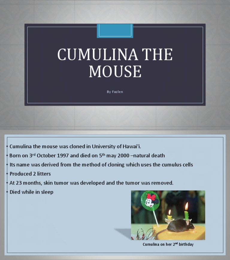 Cumulina: The First Cloned Mouse | PDF