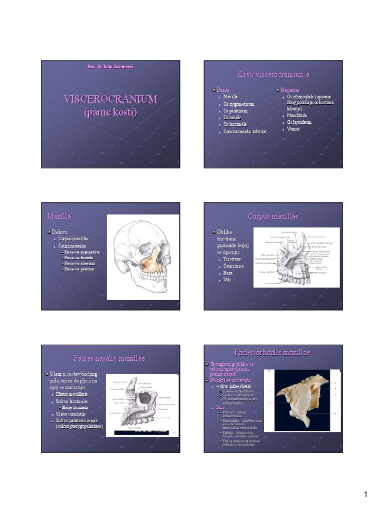 Viscerocranium Predavanje Cukuranovic | PDF