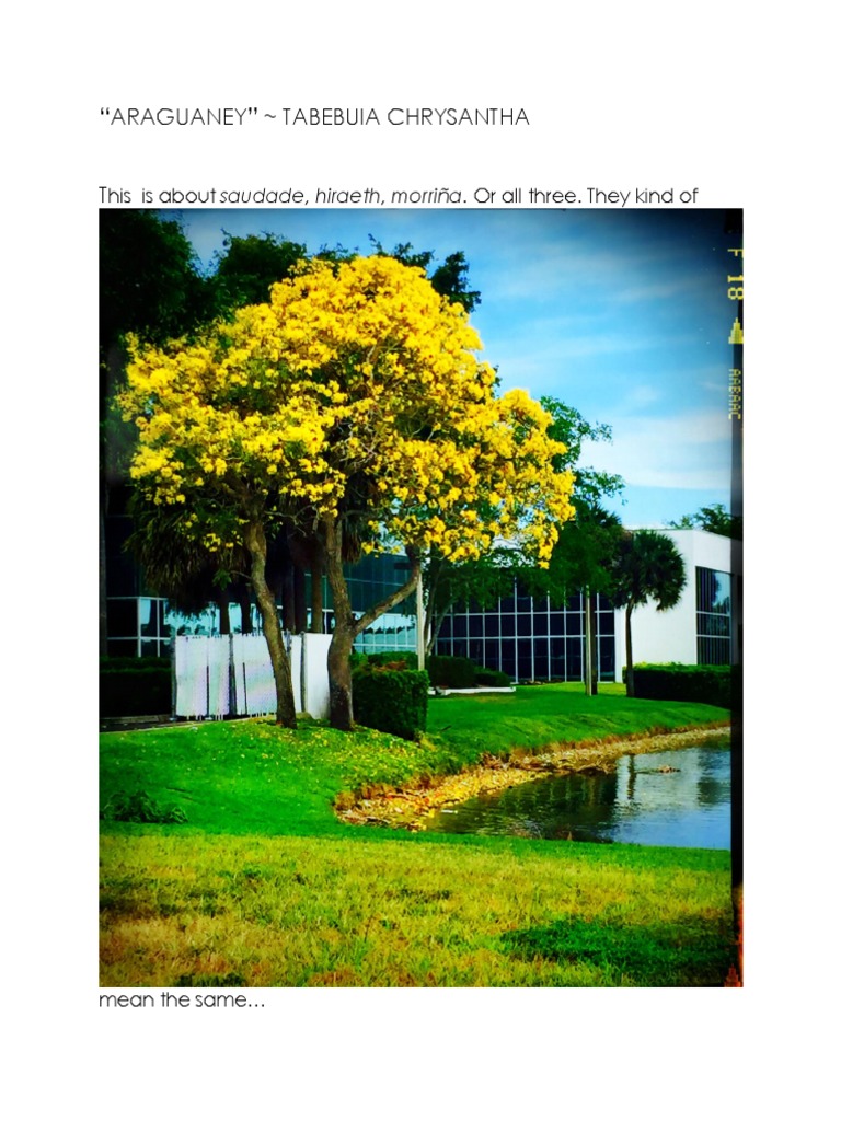 "Araguaney" Tabebuia Chrysantha T: His Is About Saudade, Hiraeth ...