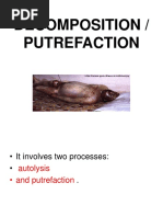 Stages of Human Decomposition Explained | PDF | Decomposition