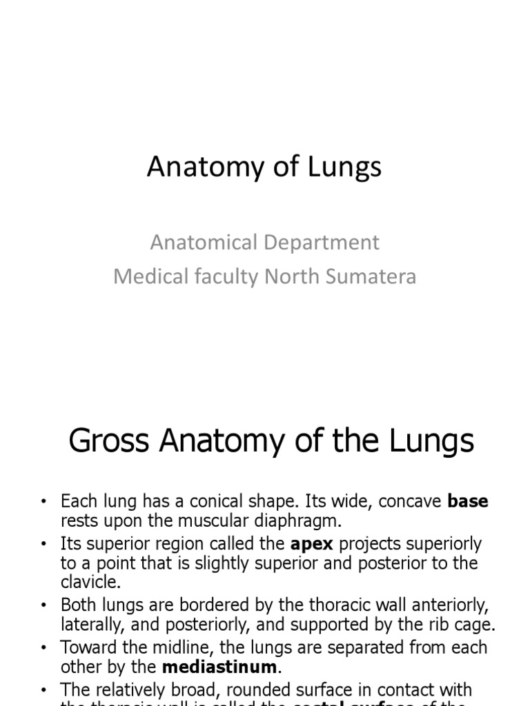 Anatomy of Lungs | PDF | Lung | Respiratory Tract