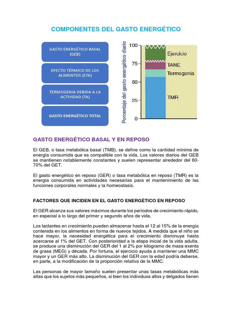 Componentes Del Gasto Energético | Ejercicio físico | Metabolismo
