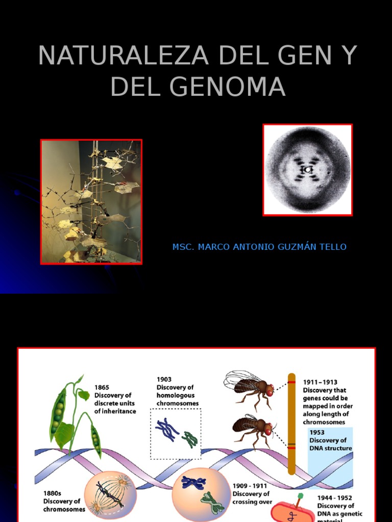 Naturaleza Del Gen y El Genoma | Adn | Gene