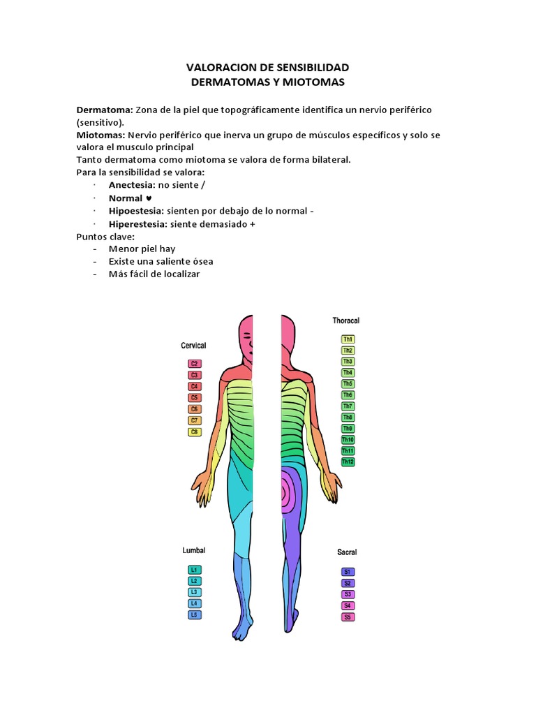 Dermatomas y Miotomas | Abdomen | Extremidades (anatomía)