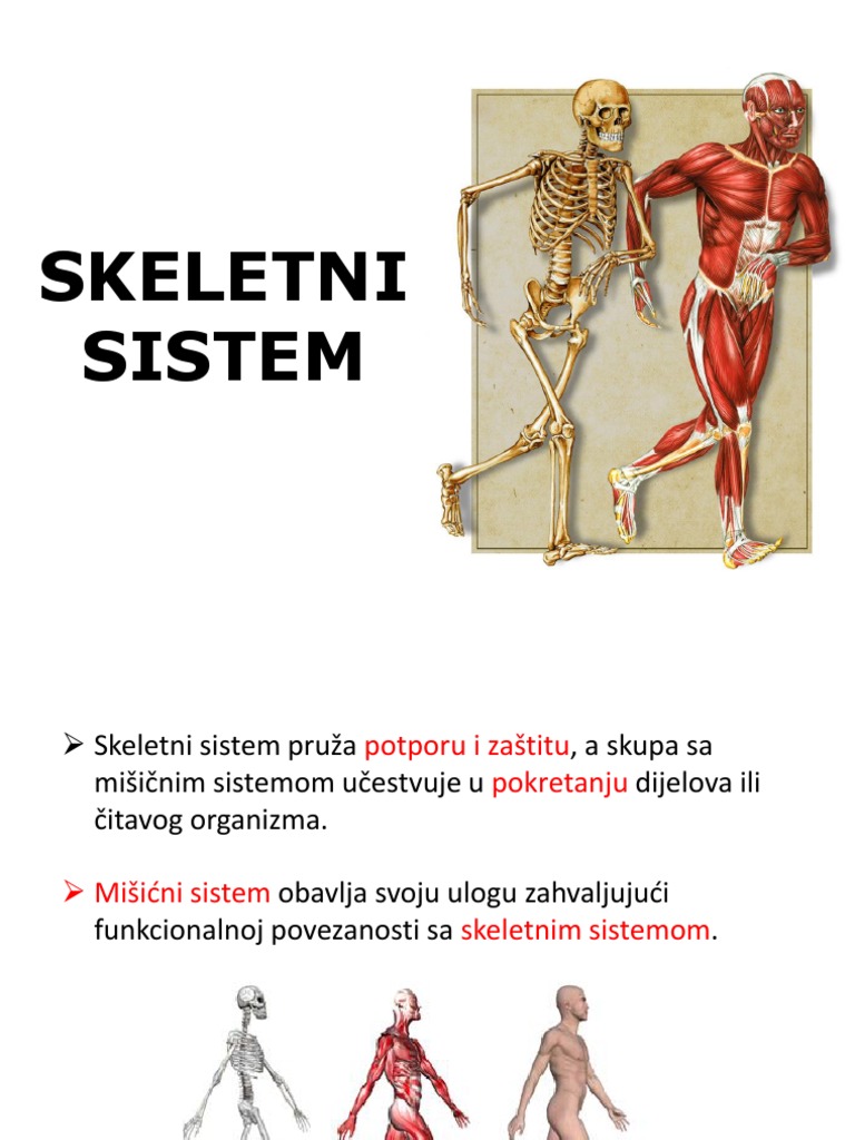 Skeletni sistem