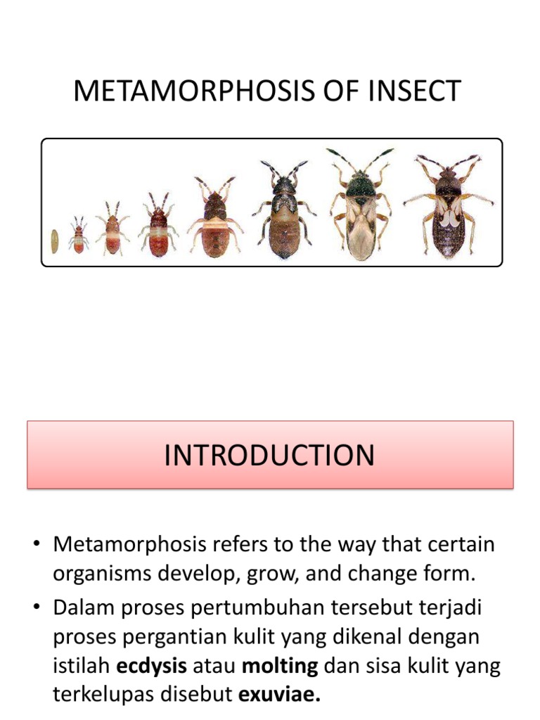 Insect Metamorphosis and Molting Hormones | PDF | Drosophila ...