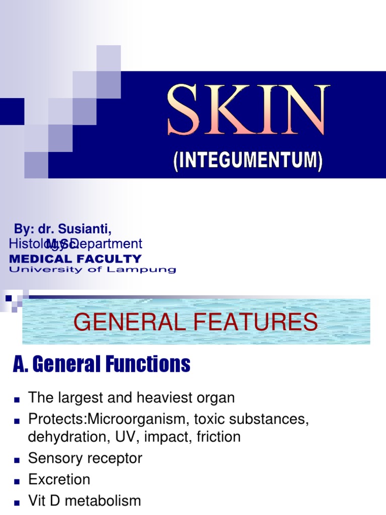 SKIN Ss | Download Free PDF | Skin | Epidermis