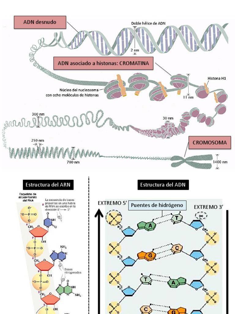 Proceso de replicación del ADN | PDF | Primer (Biología Molecular) | Adn