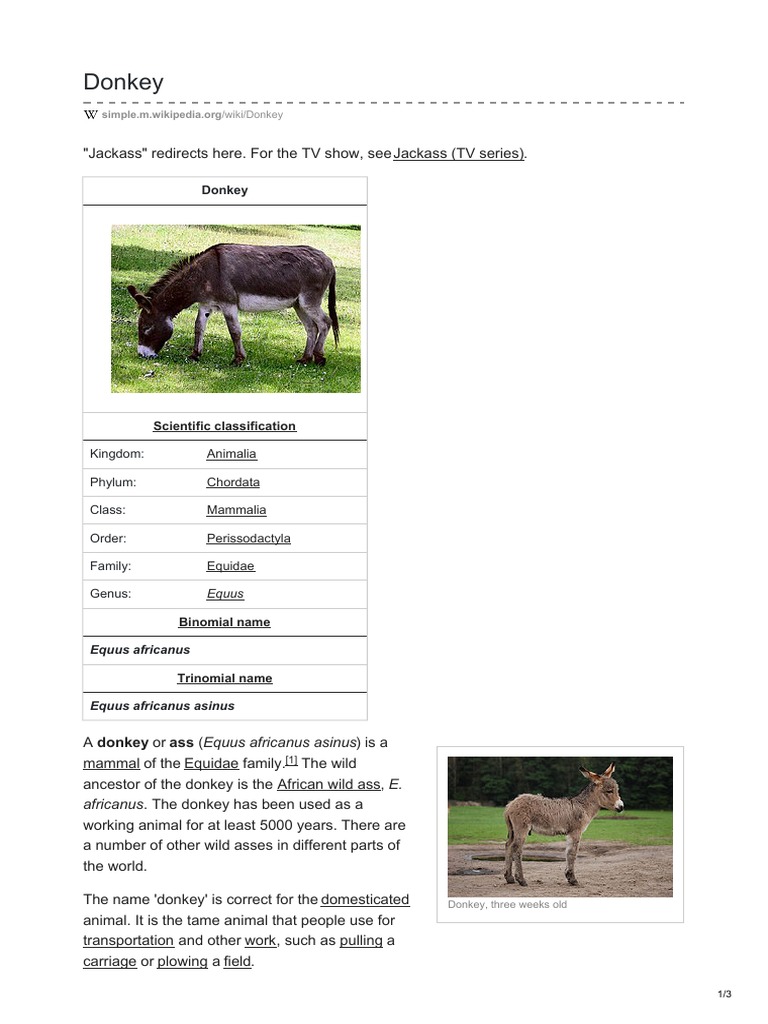 Donkey | PDF | Donkey | Equus (Genus)