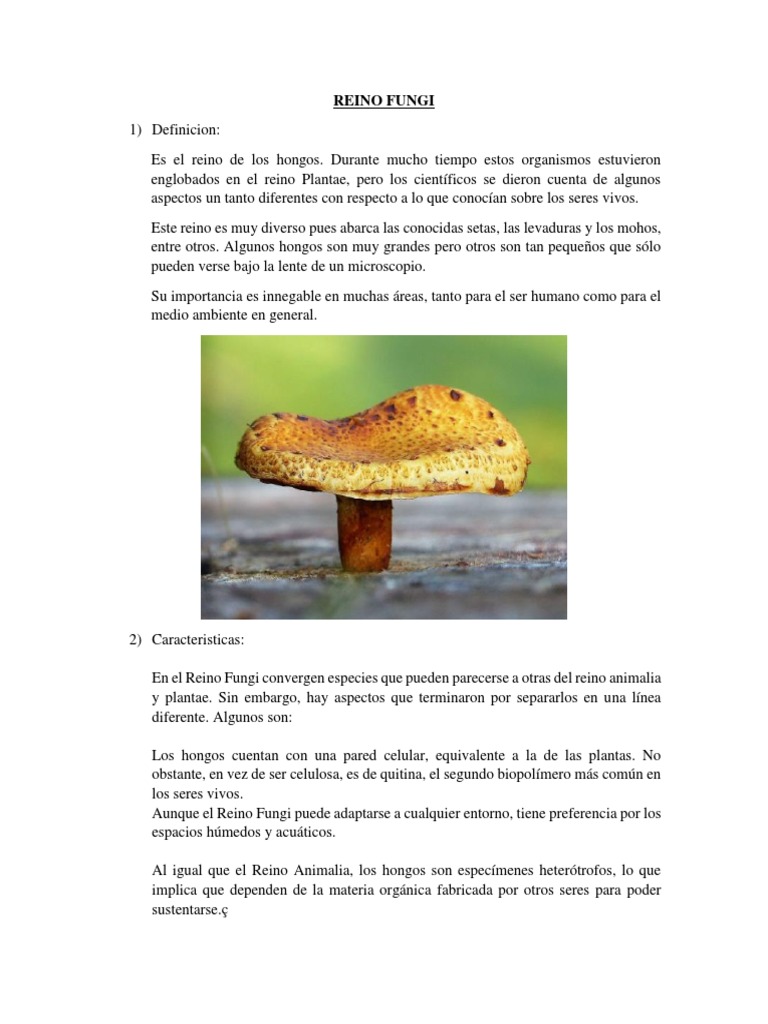 Reino Fungi | Hongo | Plantas