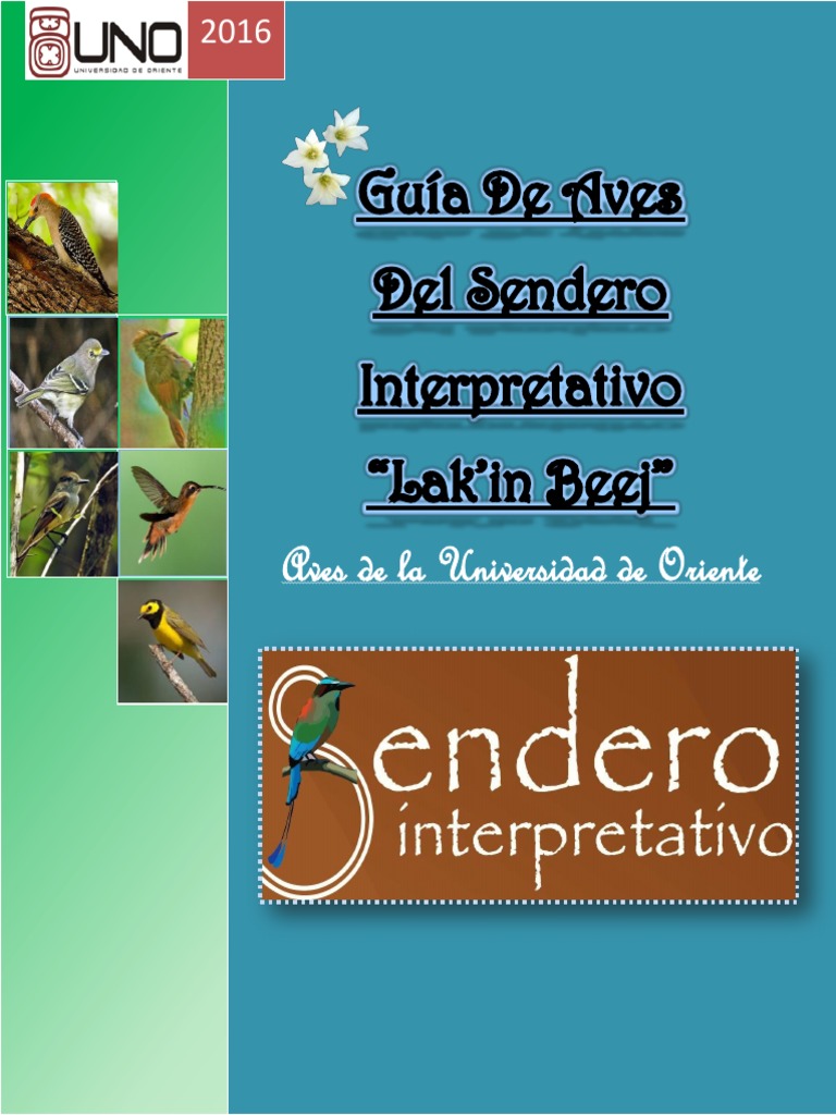 Guía De Aves Pdf Migración De Aves Aves