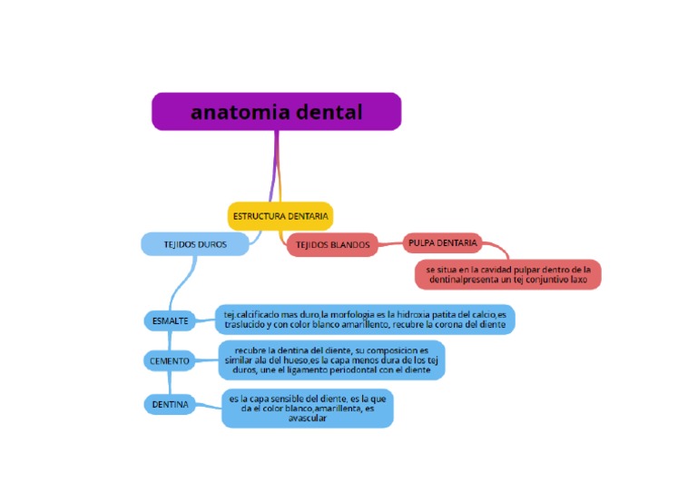 Mapa Conceptual Del La Anatomia Dental | PDF