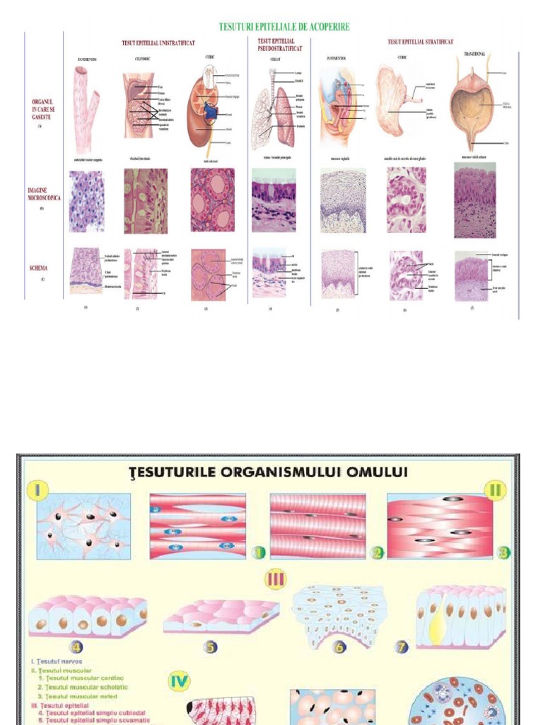 Tesuturi Epiteliale | PDF