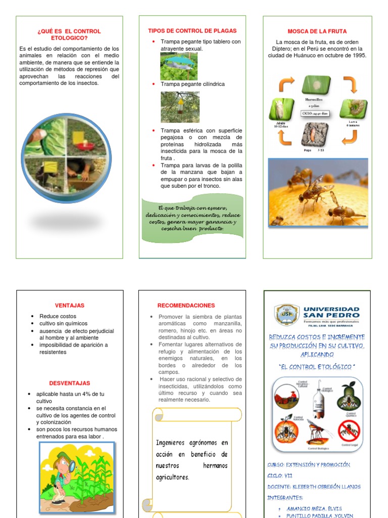 Yolvin Triptico | PDF | Mosca | Insectos