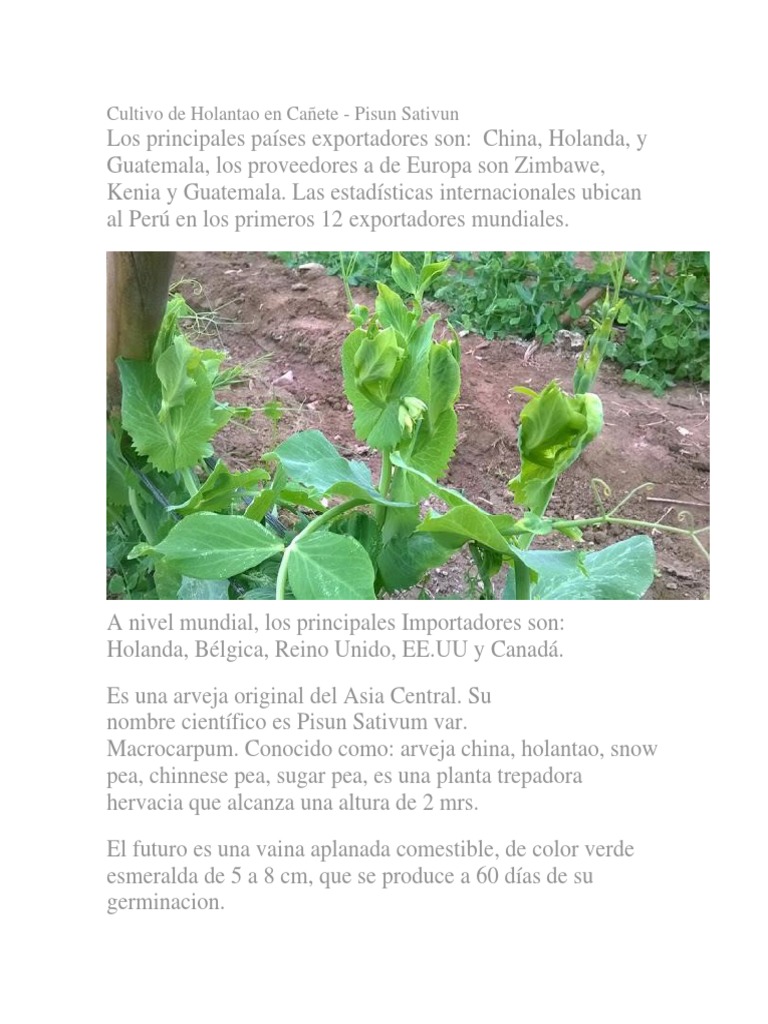 Cultivo de Holantao en Cañete, Perú | PDF | Agronomía | Agricultura