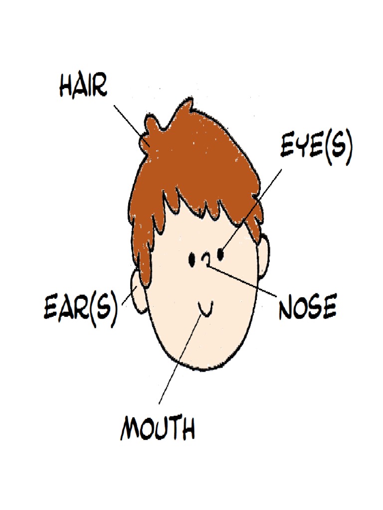 Worksheet Parts of The Head | PDF