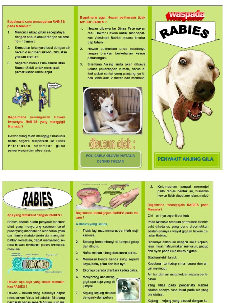 Leaflet Rabies | PDF