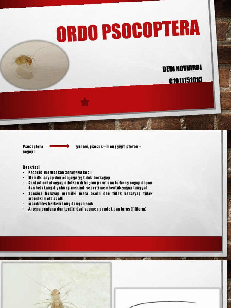 Ordo Psocoptera | PDF