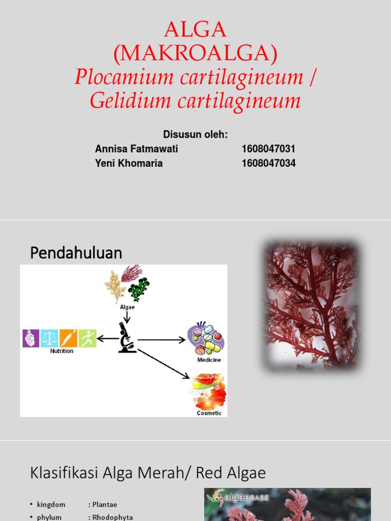 Alga | PDF