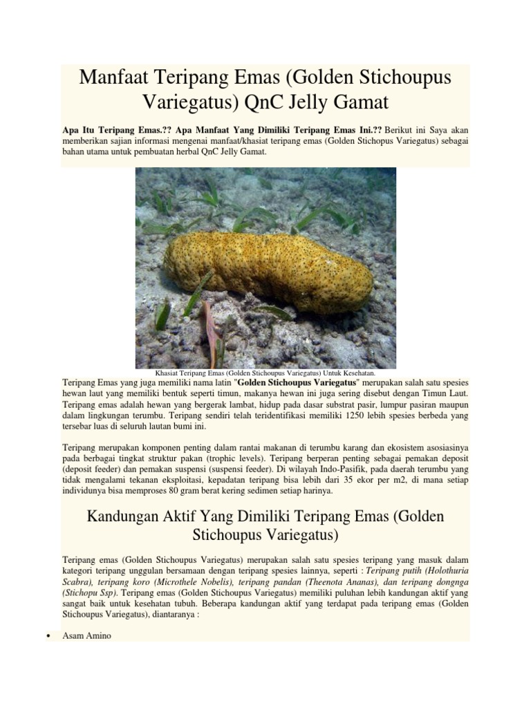 Manfaat Teripang Emas | PDF