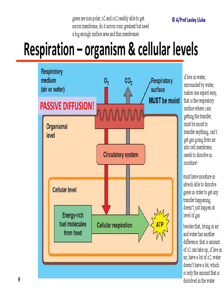 Respiration - Organism & Cellular Levels: Passive Diffusion! | PDF ...