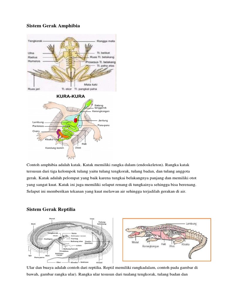 Sistem Gerak pada Amphibi dan Reptil | PDF | Ilmu Sosial