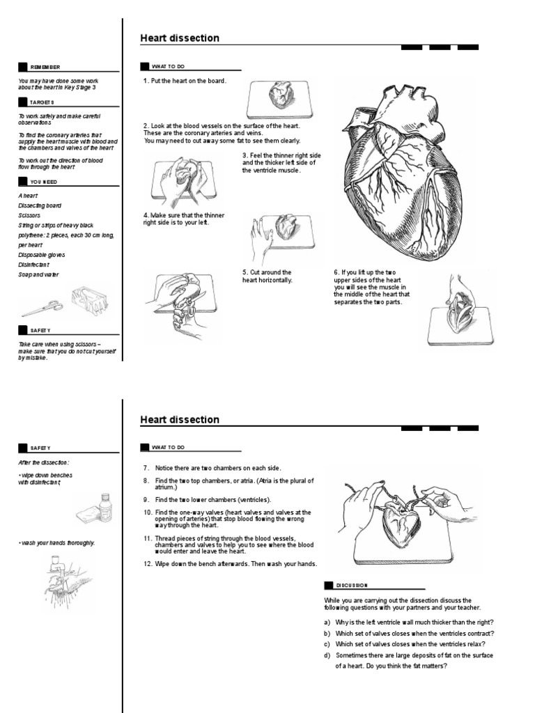 Heart Dissection | PDF | Heart Valve | Heart