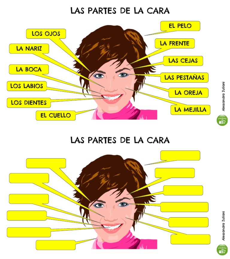 Las Partes de La Cara | PDF | Salud y bienestar