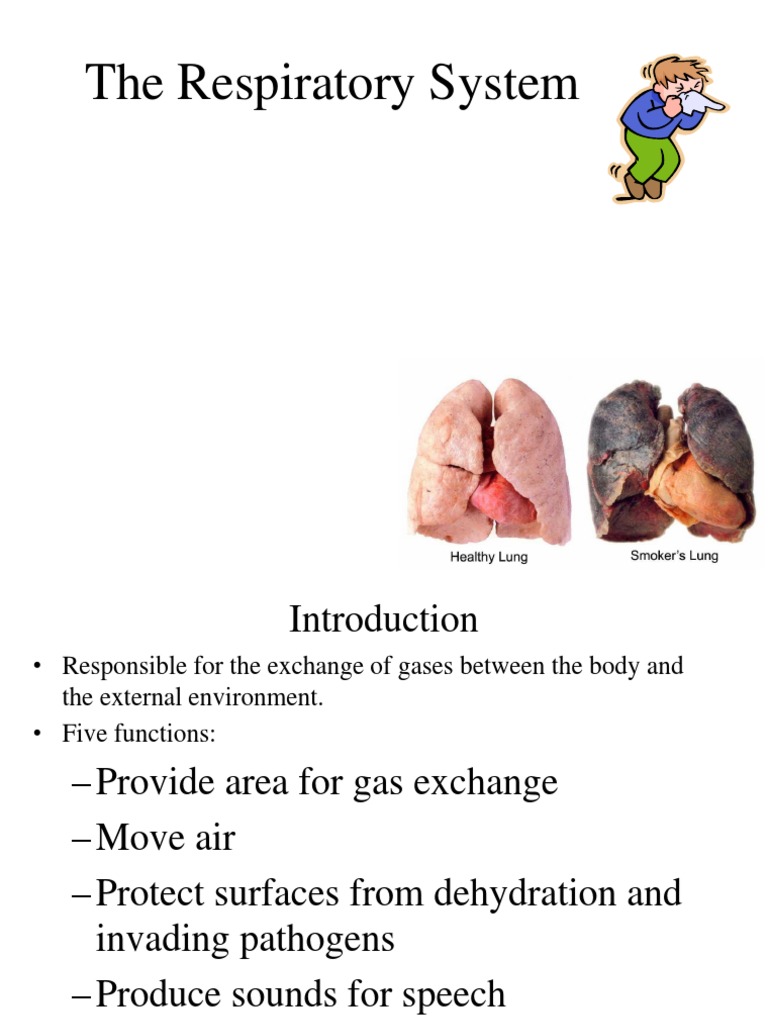 Respiration | PDF | Respiratory Tract | Breathing