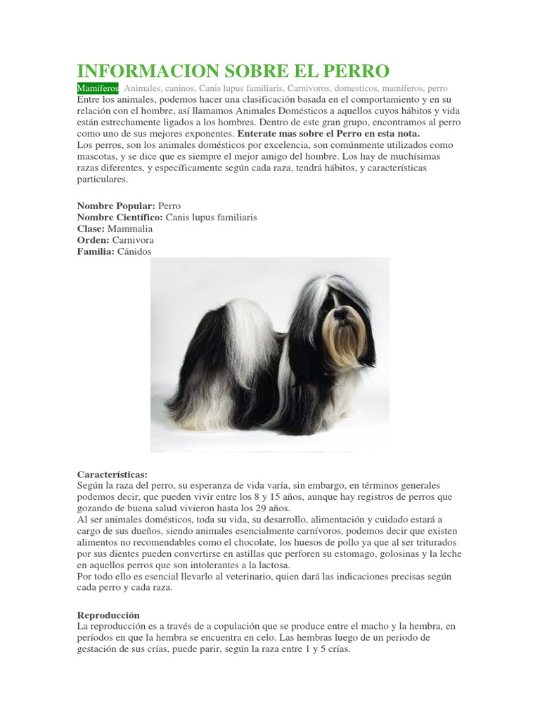 Informacion Sobre El Perro | Mamíferos como mascotas | Perros