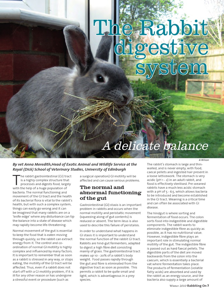 The Rabbit's Complex Digestive System | PDF | Gastrointestinal Tract ...
