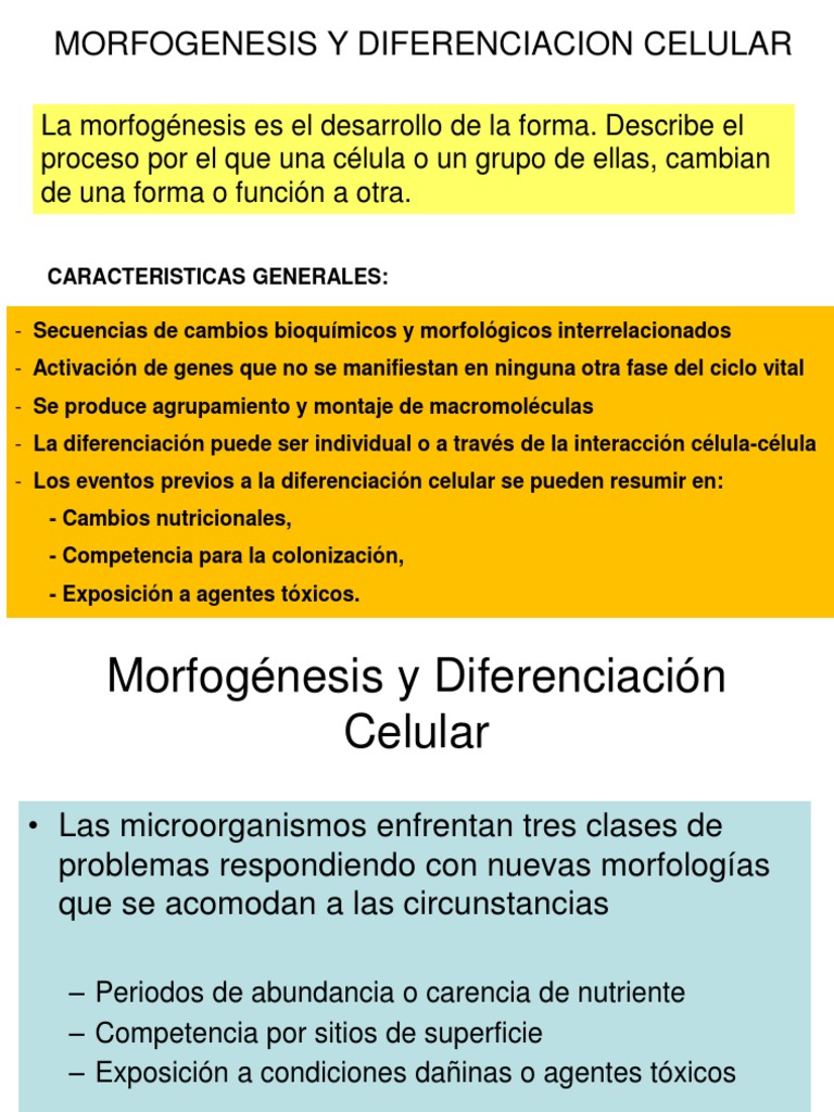 Morfogenesis y Diferenciacion Celular | PDF | Las bacterias | Biología